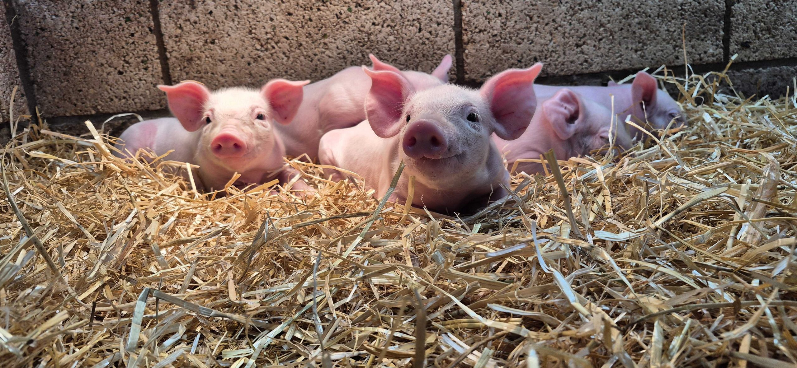 Piglets – Lincs Kids